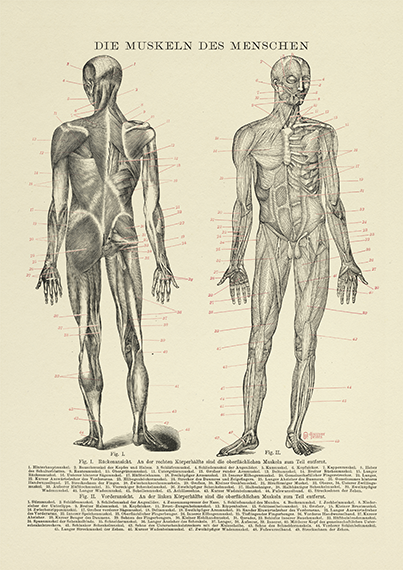 Human Muscle Medical Art Print – discoverprints